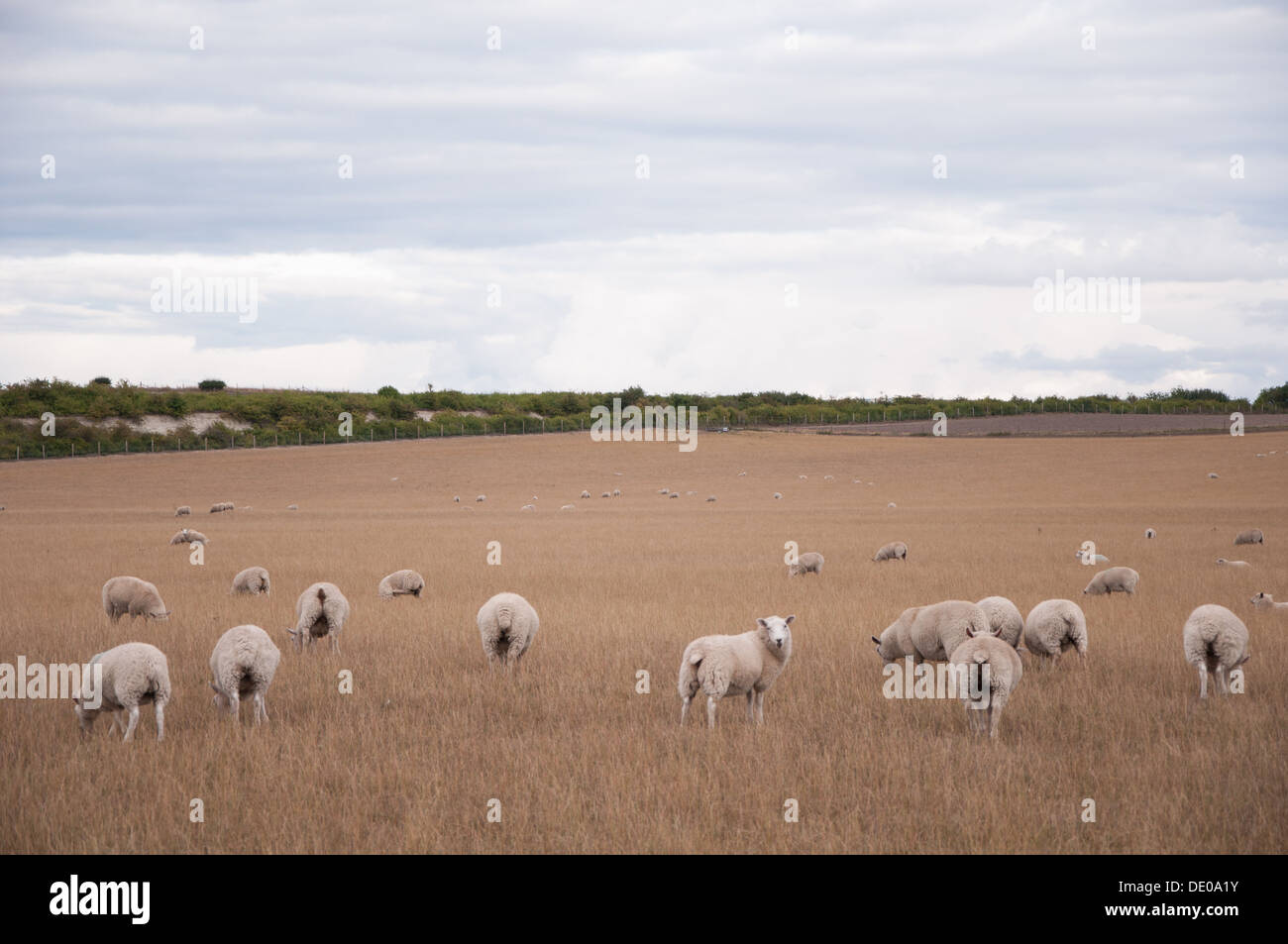 Sheep in the Oxfordshire Countryside Stock Photo - Alamy
