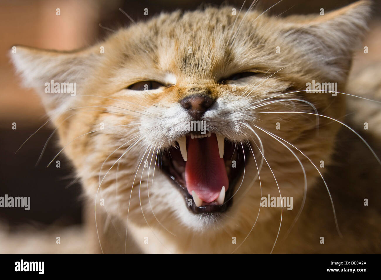 African Wildcat (Felis silvestris lybica), snarling, Libya, North ...