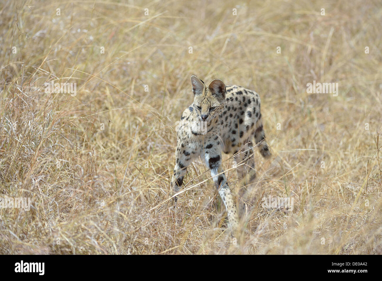 Serval (Leptailurus serval - Felis serval) hunting in the tall grass of ...