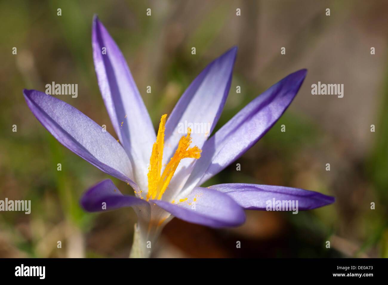 Open flower hi-res stock photography and images - Alamy