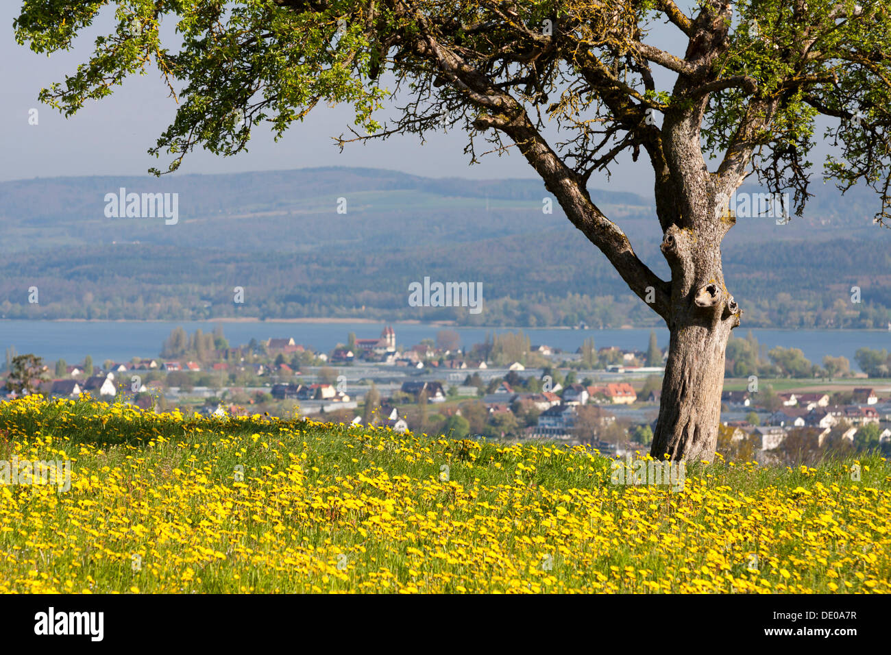 Dandelion meadow with views of Lake Constance and Reichenau island ...
