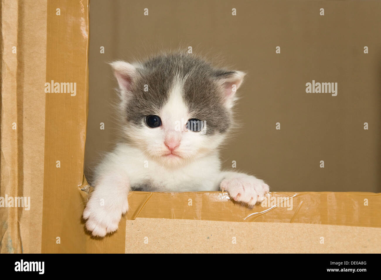 Kittens a box hi-res stock photography and images - Alamy