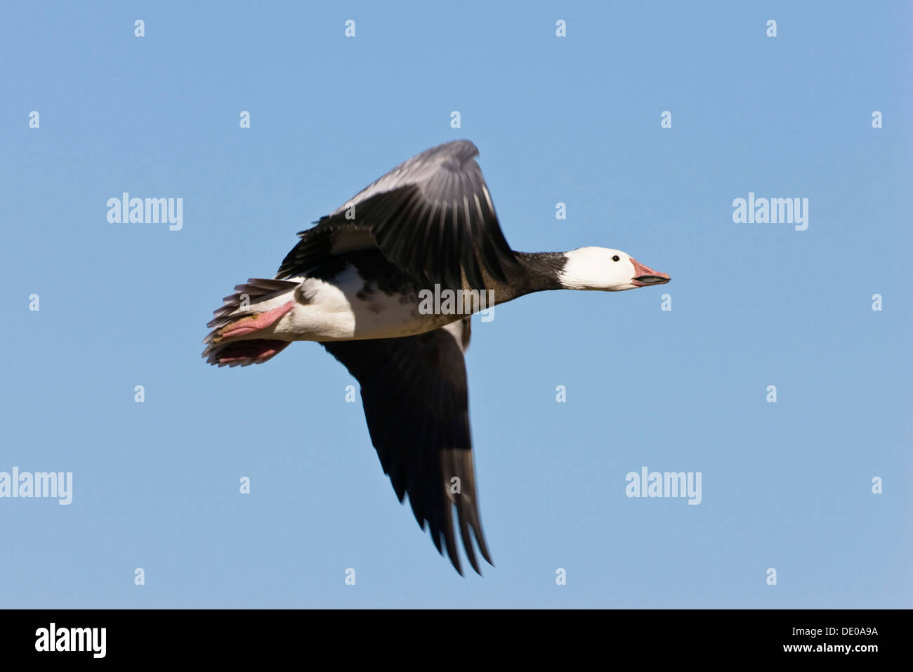 Snow Goose (Anser caerulescens atlanticus, Chen caerulescens) in flight ...