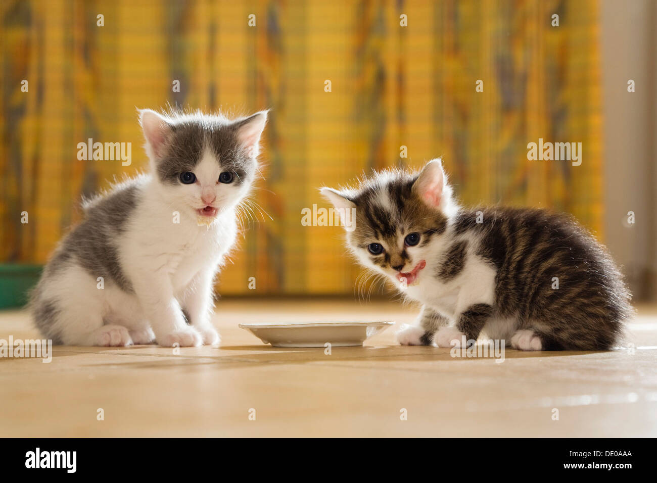 Kitten drink milk from cat hi-res stock photography and images - Alamy