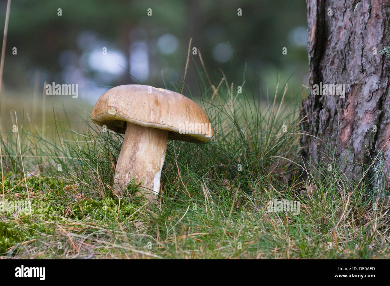 Swedish mushroom hi-res stock photography and images - Alamy