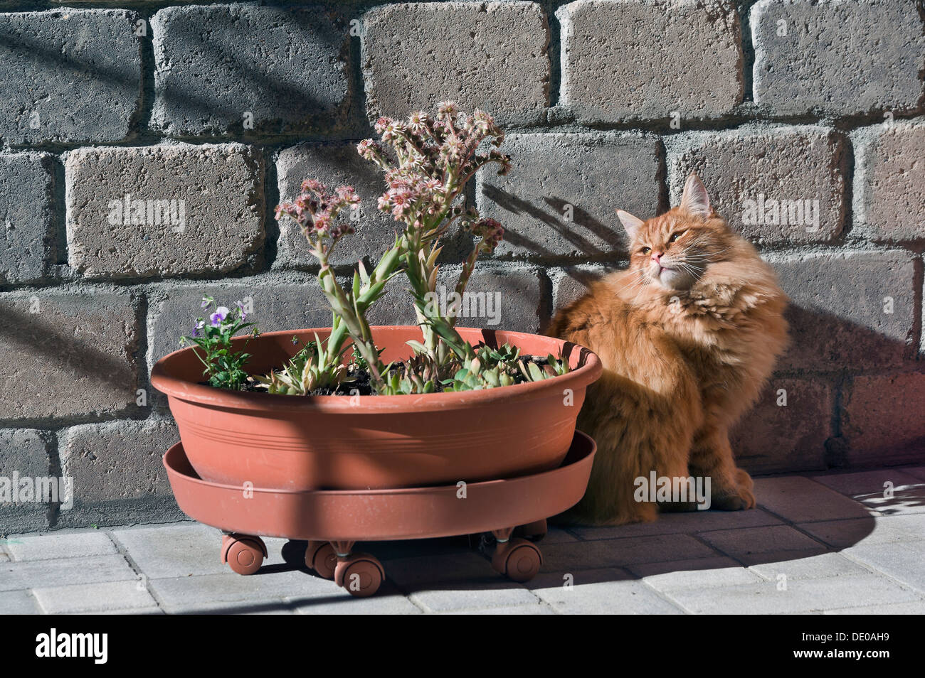 Watching house hi-res stock photography and images - Alamy