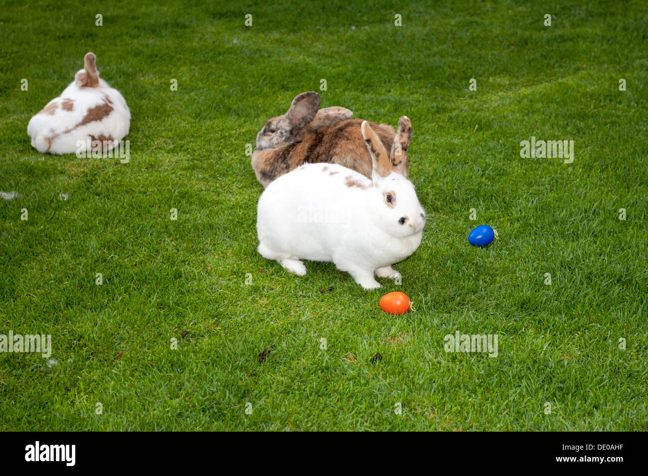 Spring bunnies hi-res stock photography and images - Alamy