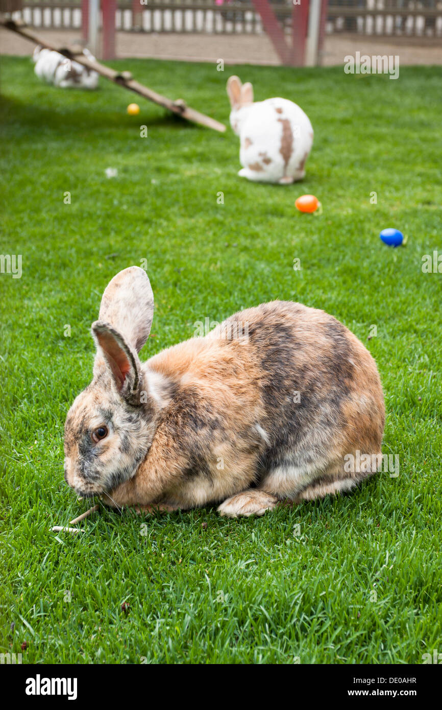Rabbits as Easter bunnies with Easter eggs on the island of Mainau ...