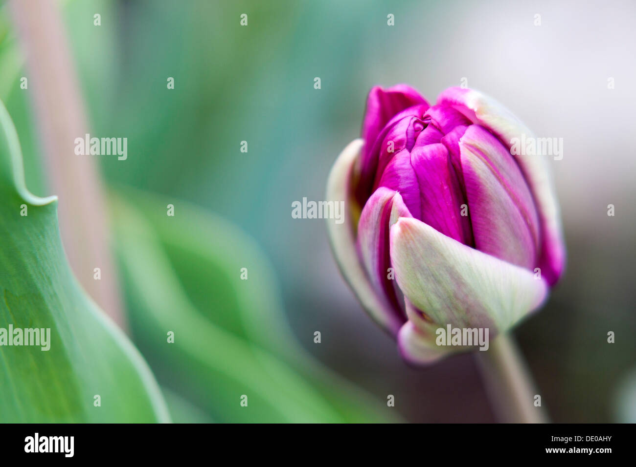Single Closed Flower Bud