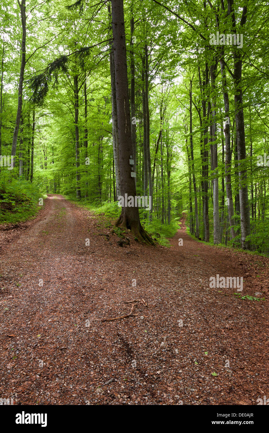 Fork paths in forest hi-res stock photography and images - Alamy