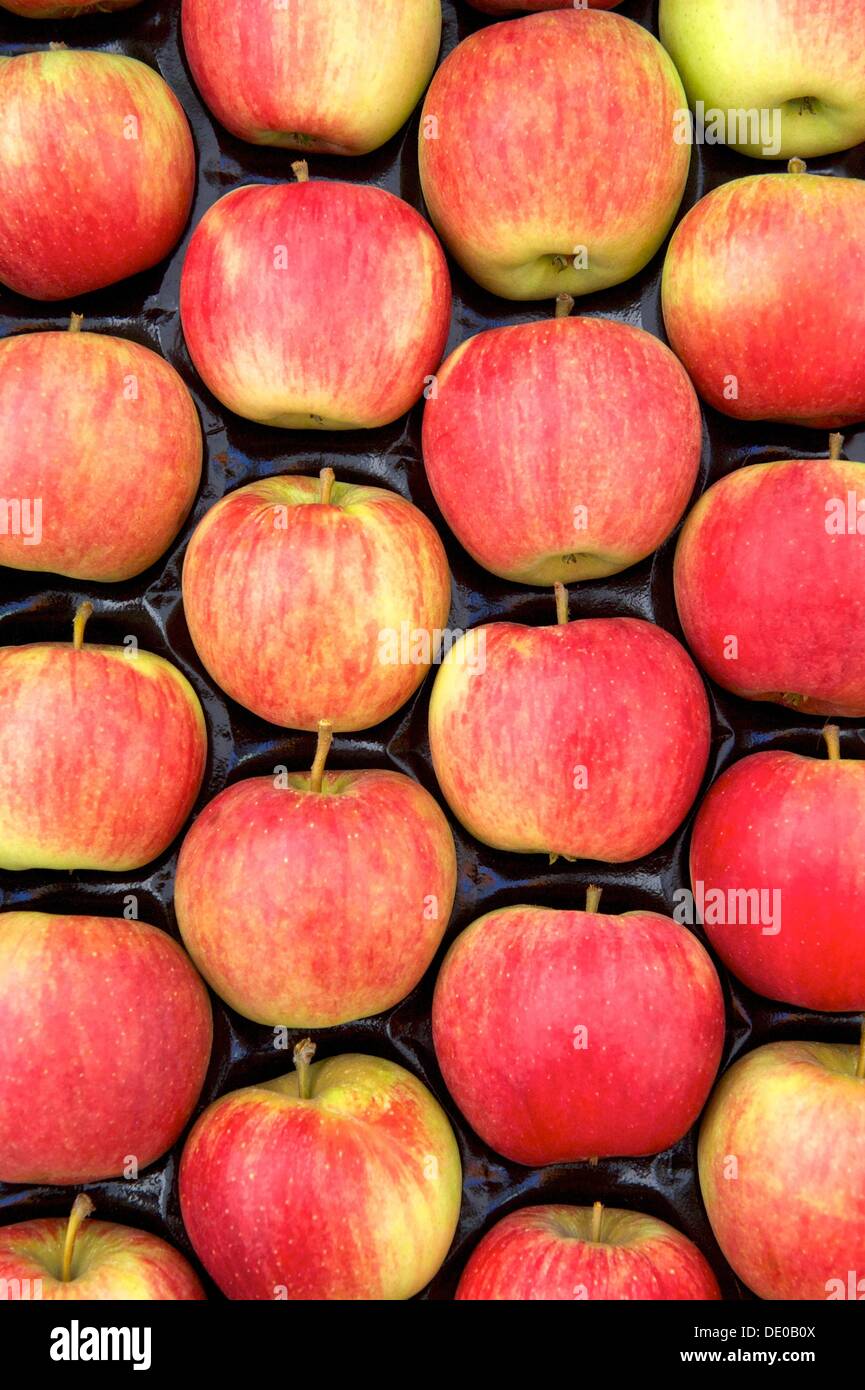 Apple delbar variety hi-res stock photography and images - Alamy