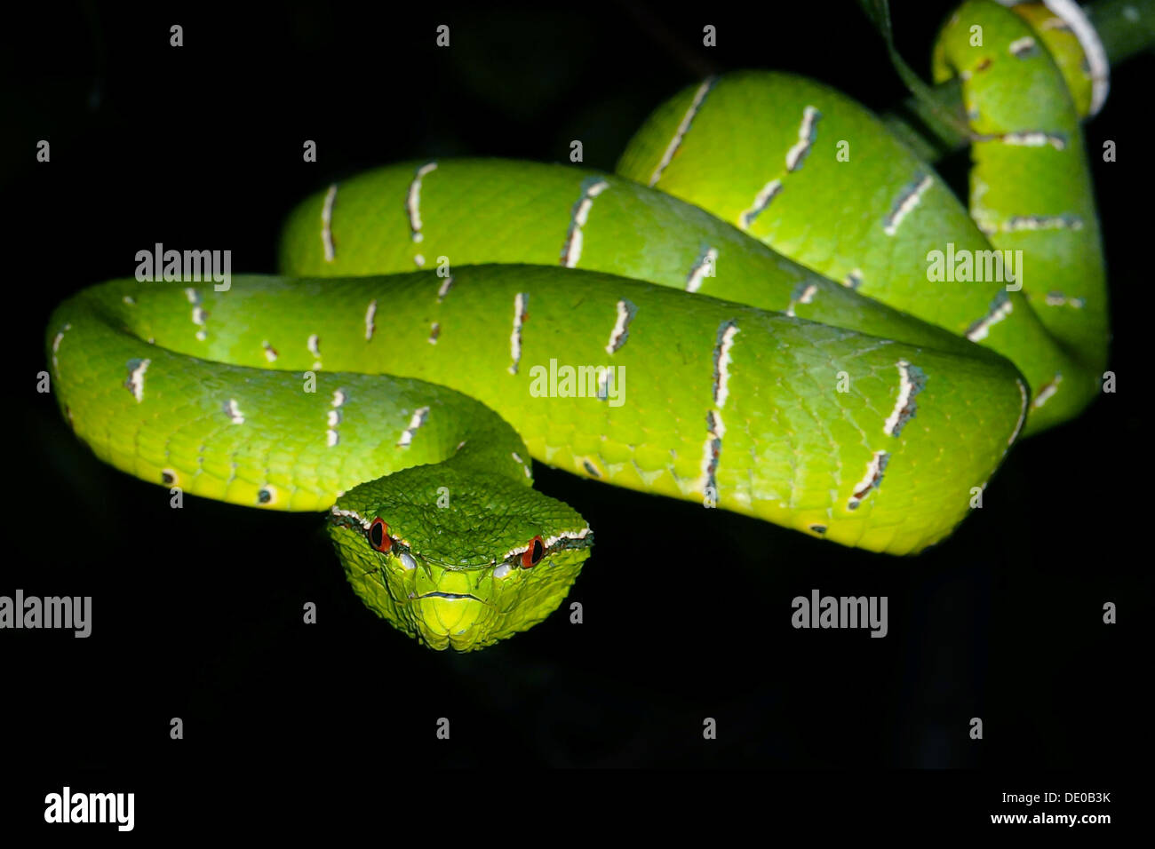Tropidolaemus wagleri wagler's pit viper borneo snake Stock Photo - Alamy