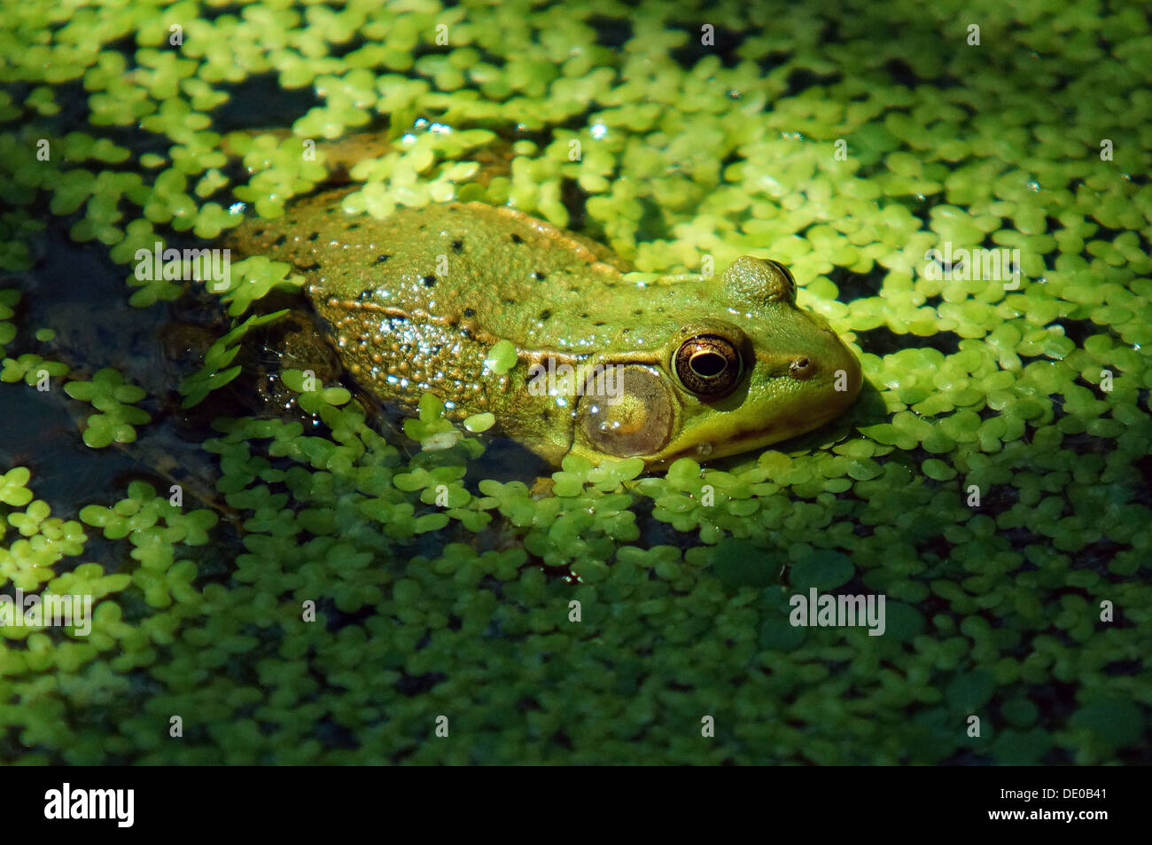 Rana catesbeiana american bullfrog canada Stock Photo - Alamy