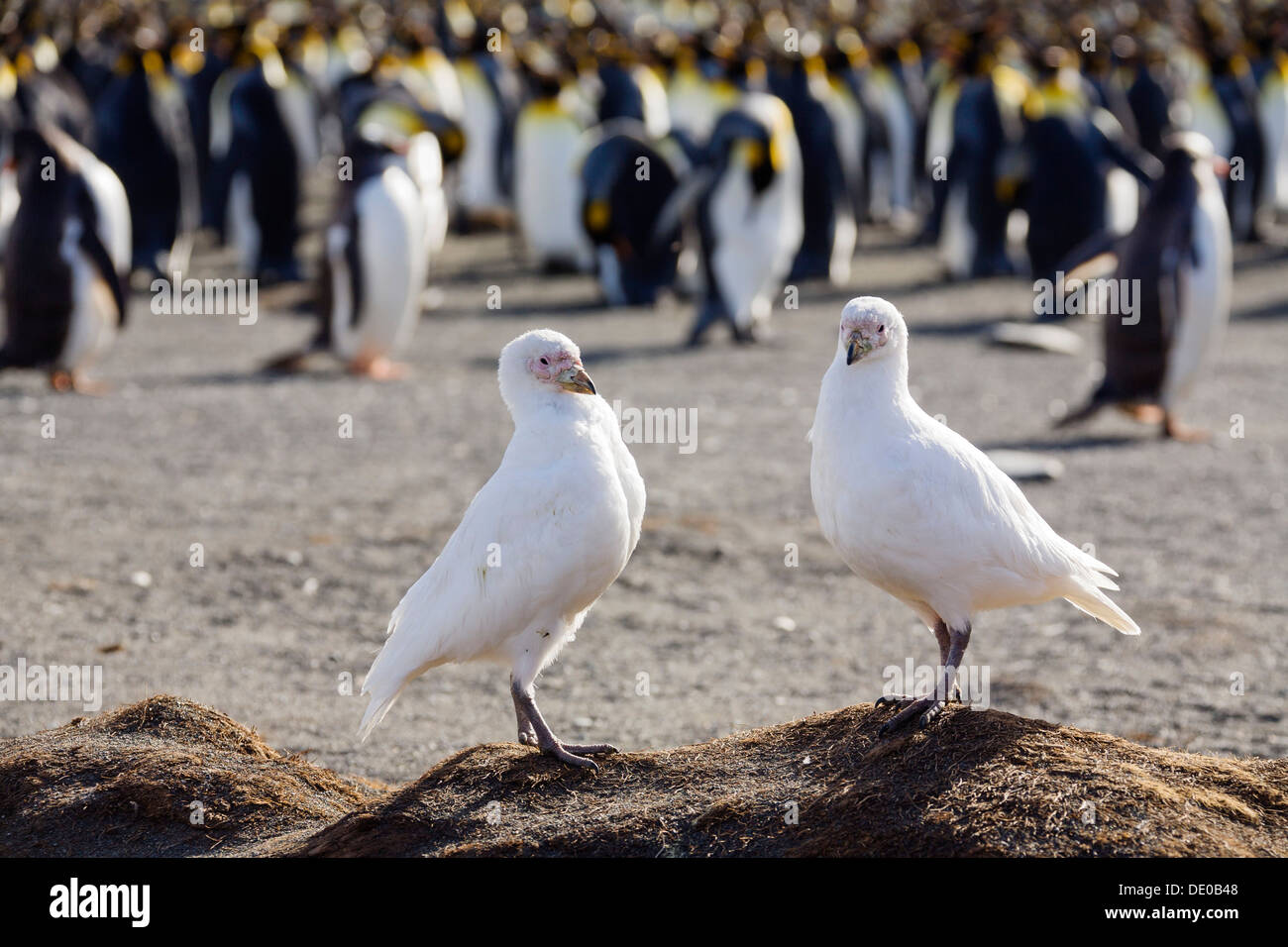 Sheathbill hi-res stock photography and images - Alamy