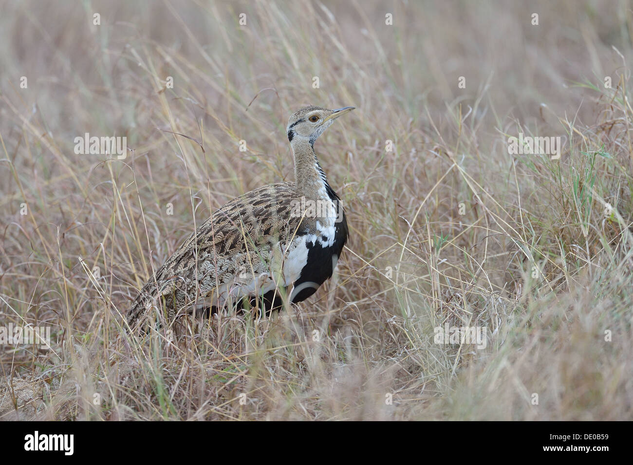Black-bellied Bustard (Eupodotis melanogaster - Lissotis melanogaster ...