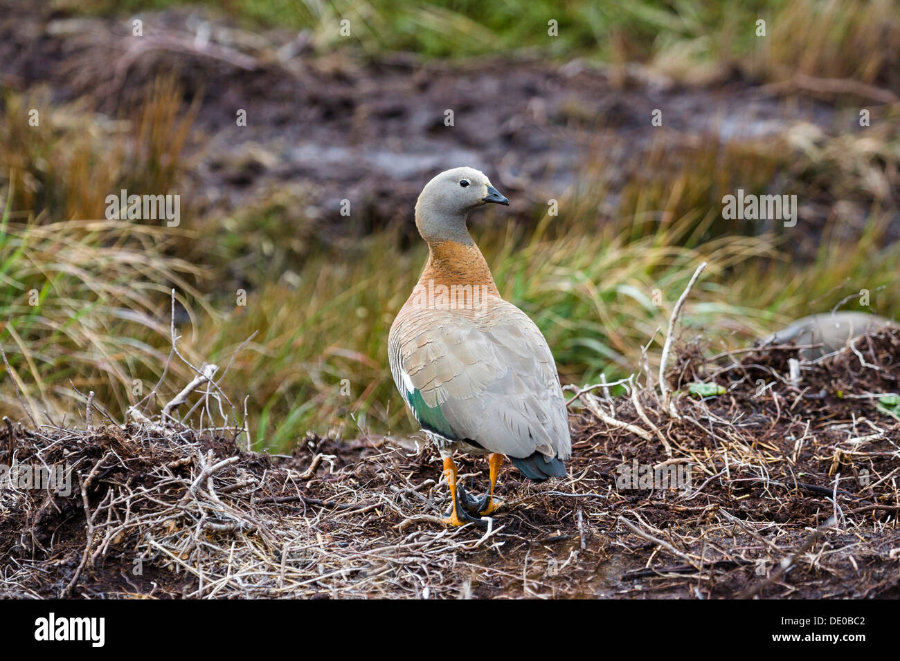 Ashy-headed Goose (Chloephaga poliocephala), Cape Horn National Park ...