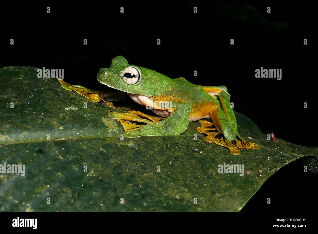 Rhacophorus nigropalmatus wallace flying frog borneo Stock Photo - Alamy