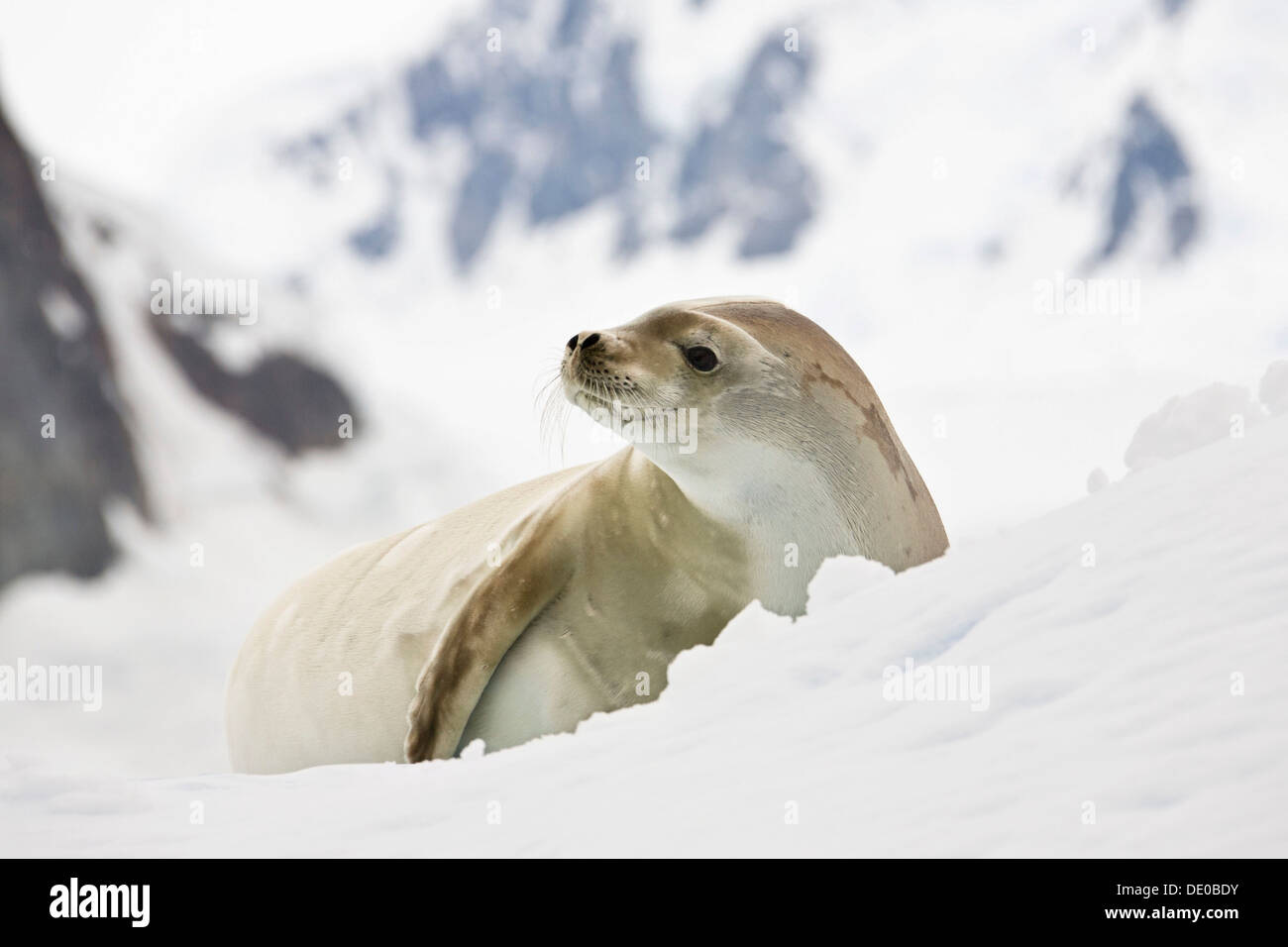 Crabeater seal hi-res stock photography and images - Alamy