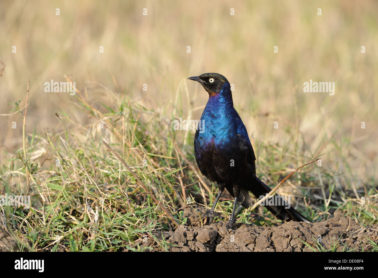 Rüppell's long-tailed Starling - Rüppell's Glossy-Starling ...