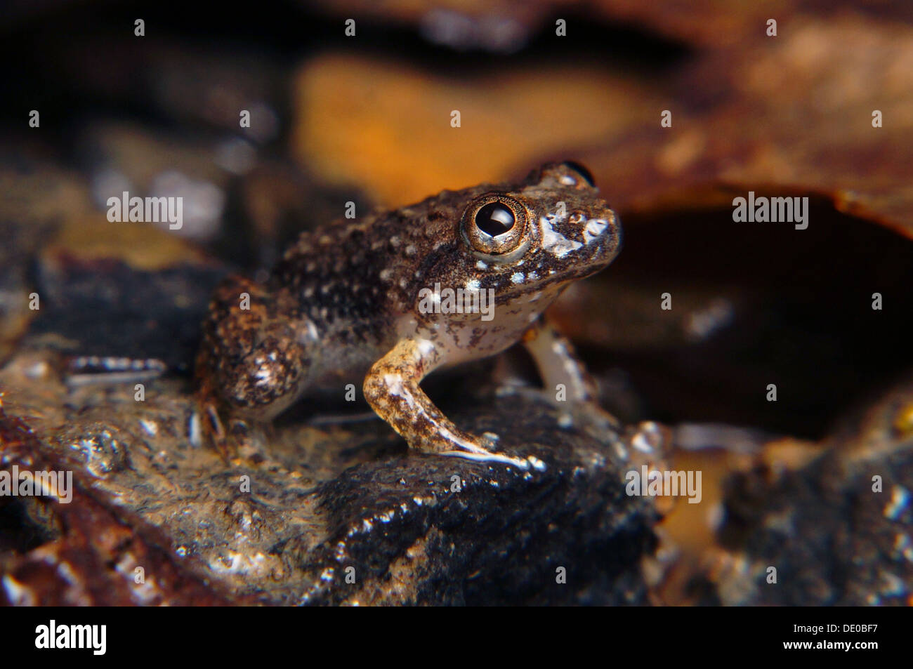 Occidozyga sp. puddle frog borneo Stock Photo - Alamy