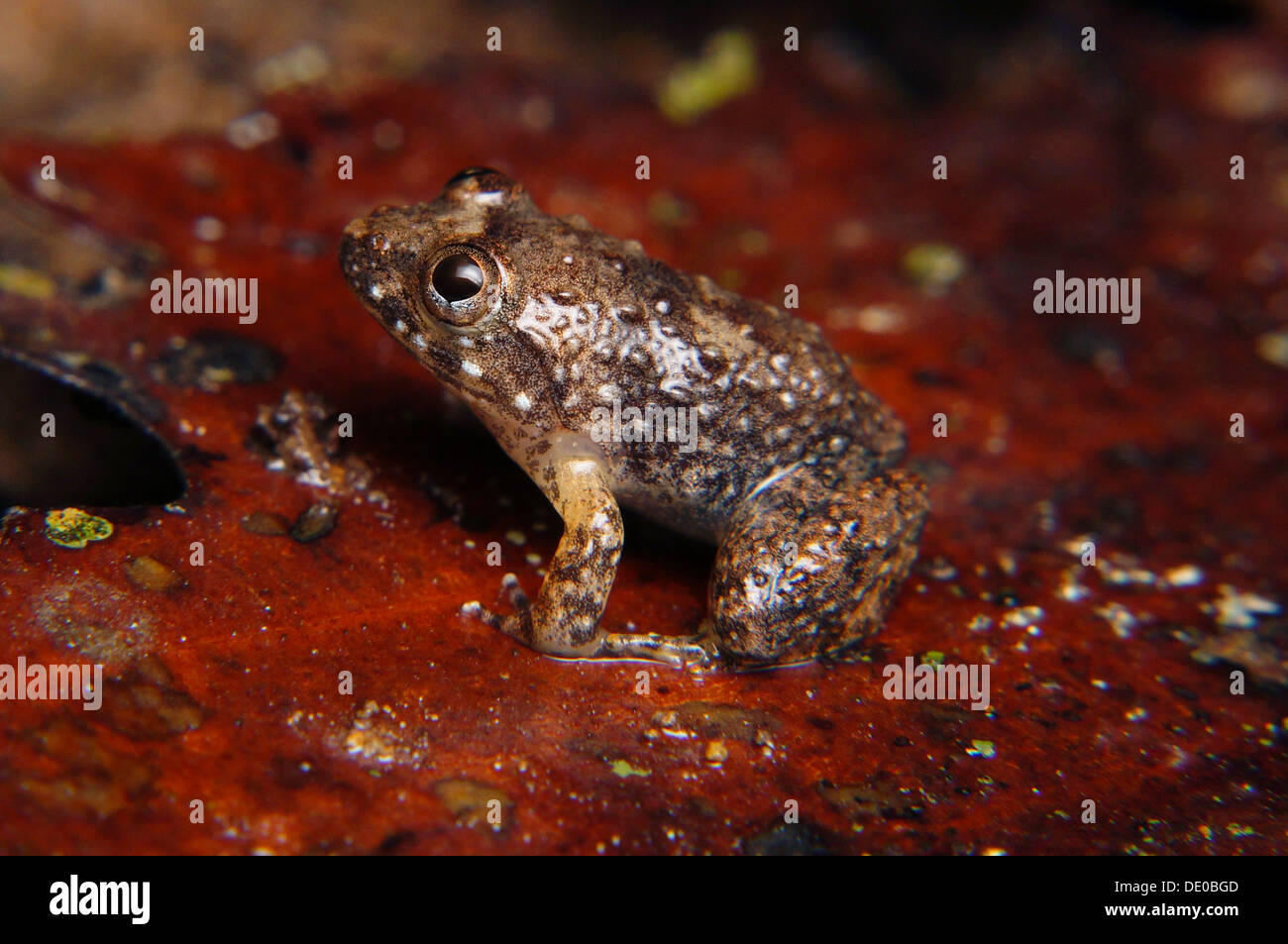 Puddle frog hi-res stock photography and images - Alamy