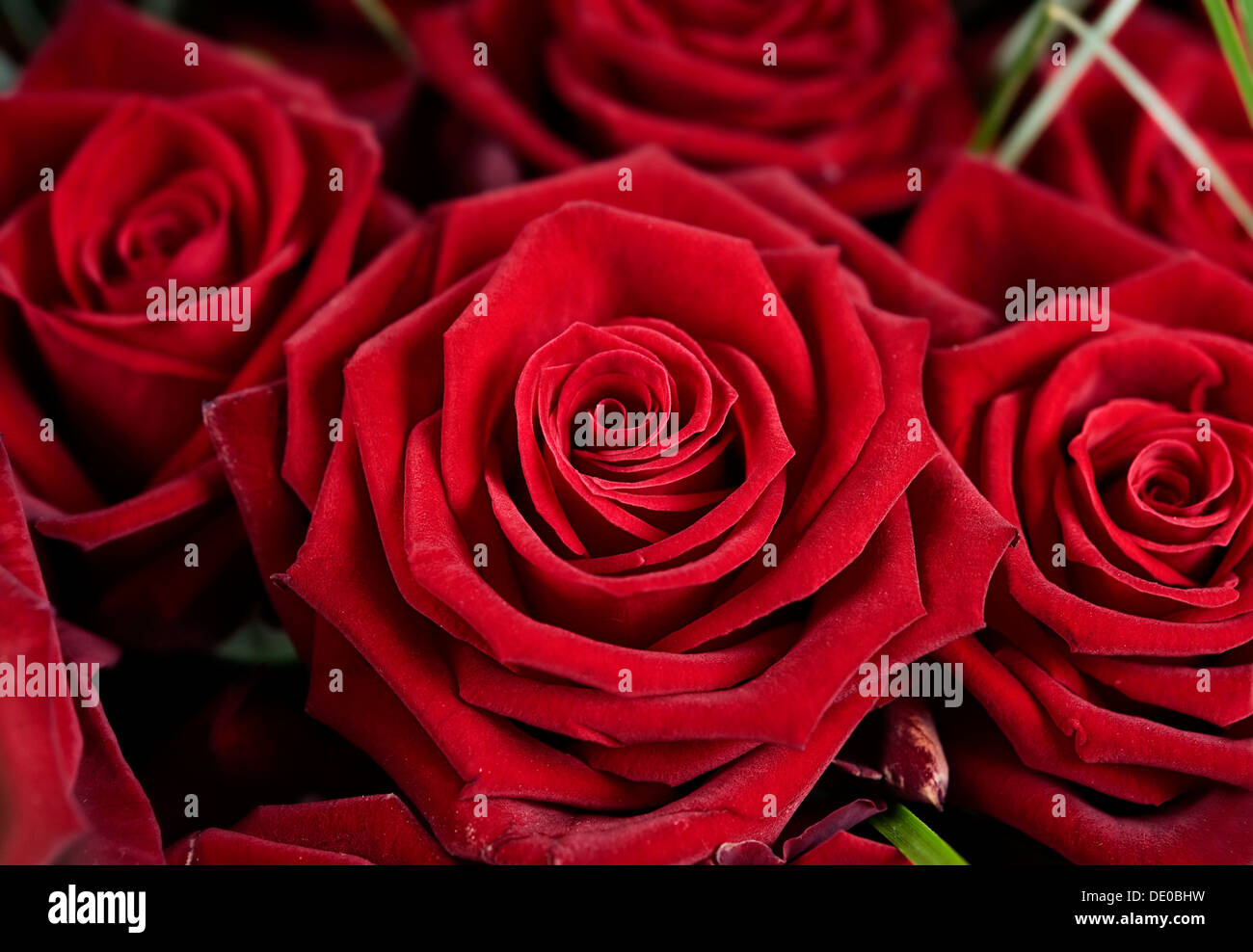 Red roses top angle view hi-res stock photography and images - Alamy
