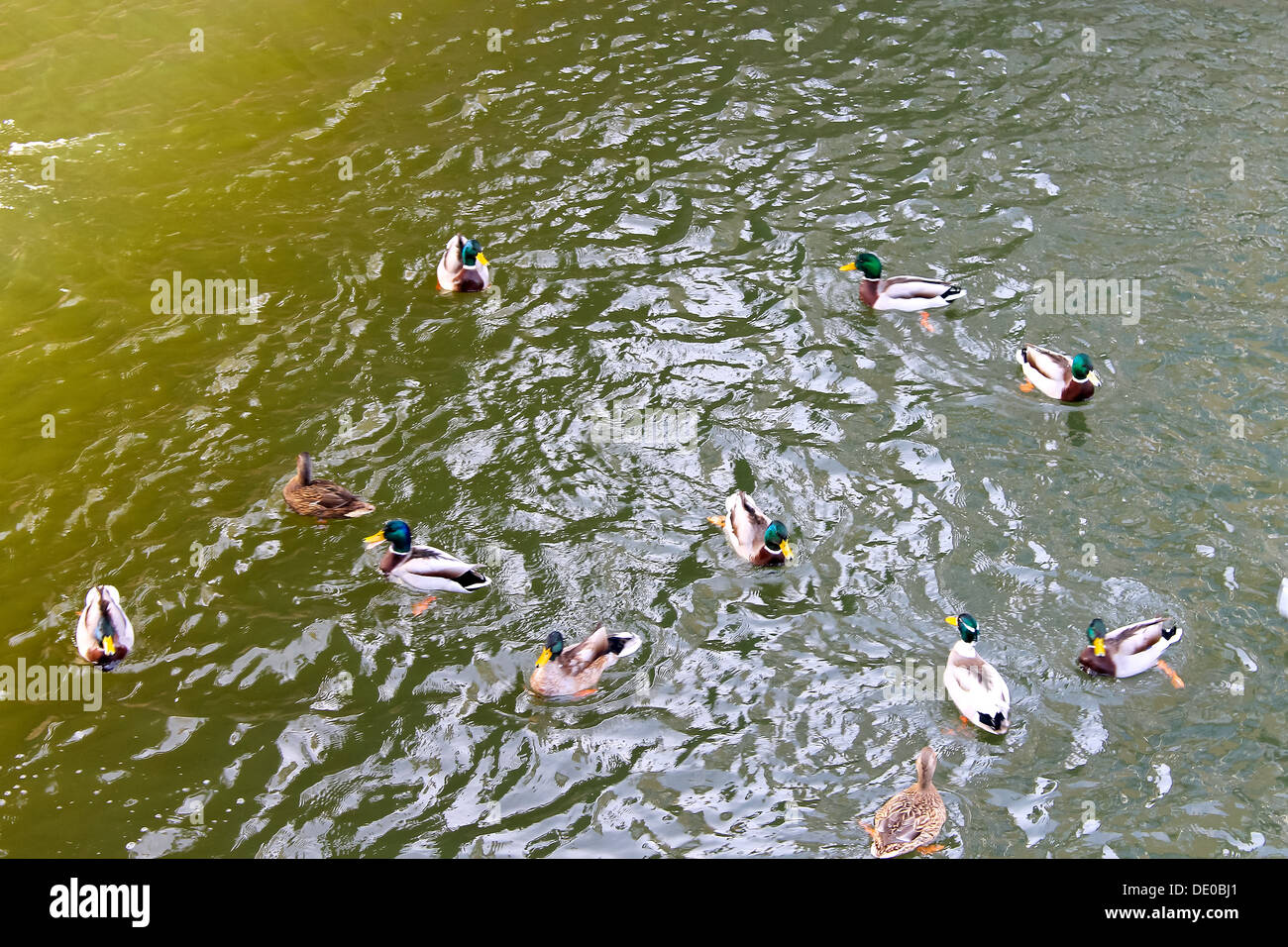 Flock of wild ducks on the water Stock Photo - Alamy