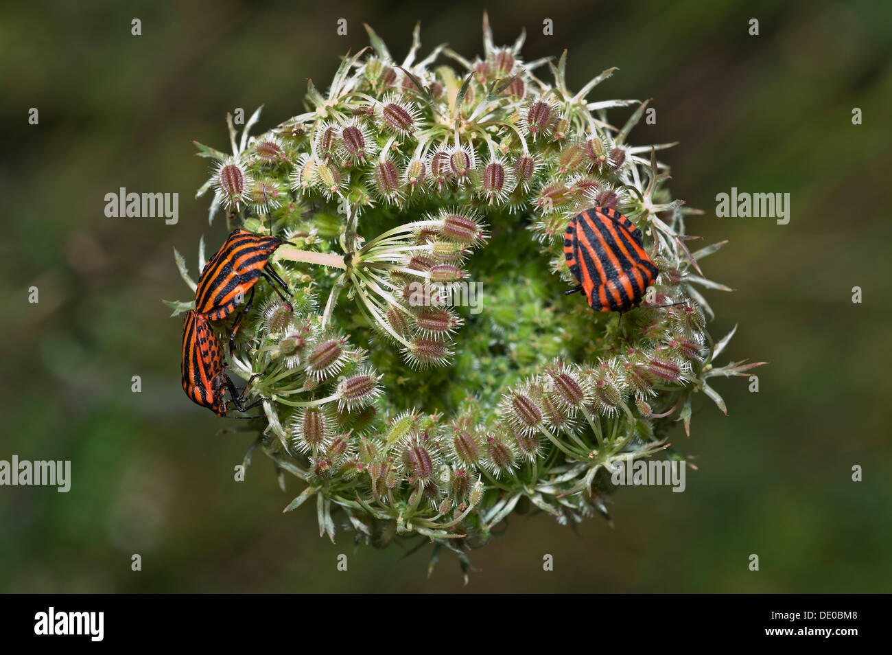 Graphosoma italicum insects Stock Photo - Alamy