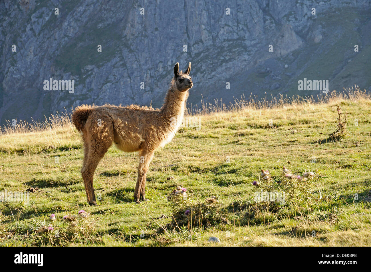 Llama (Llama glama), Col du Tourmalet mountain pass road, mountains ...