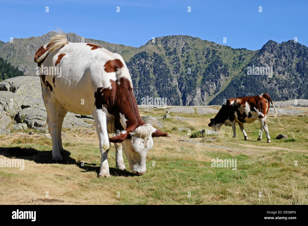 Cows grazing near lake Lac de Gaube, Cauterets, Midi-Pyrénées region ...