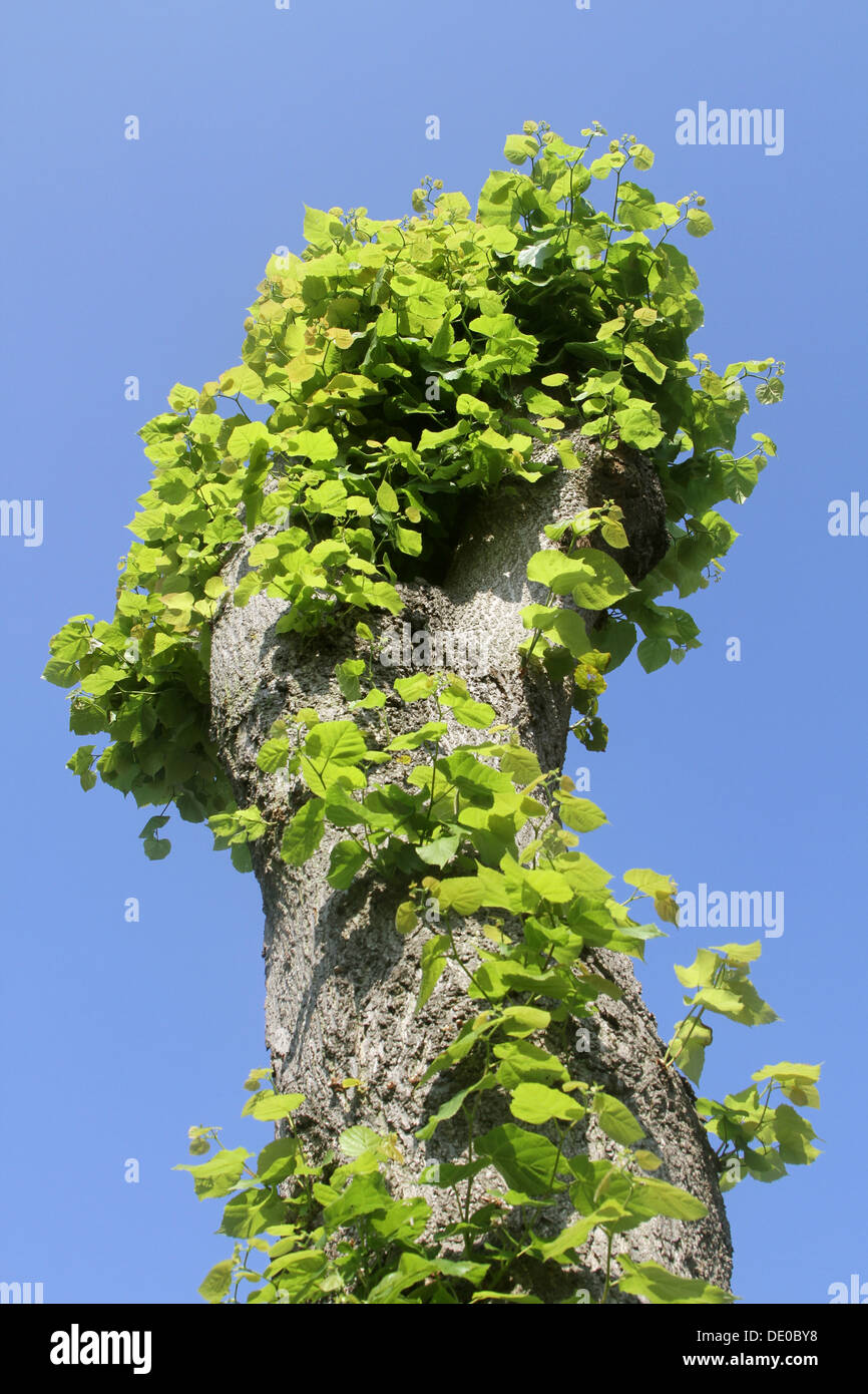 Leaves grow out of a tree trunk in England Stock Photo - Alamy