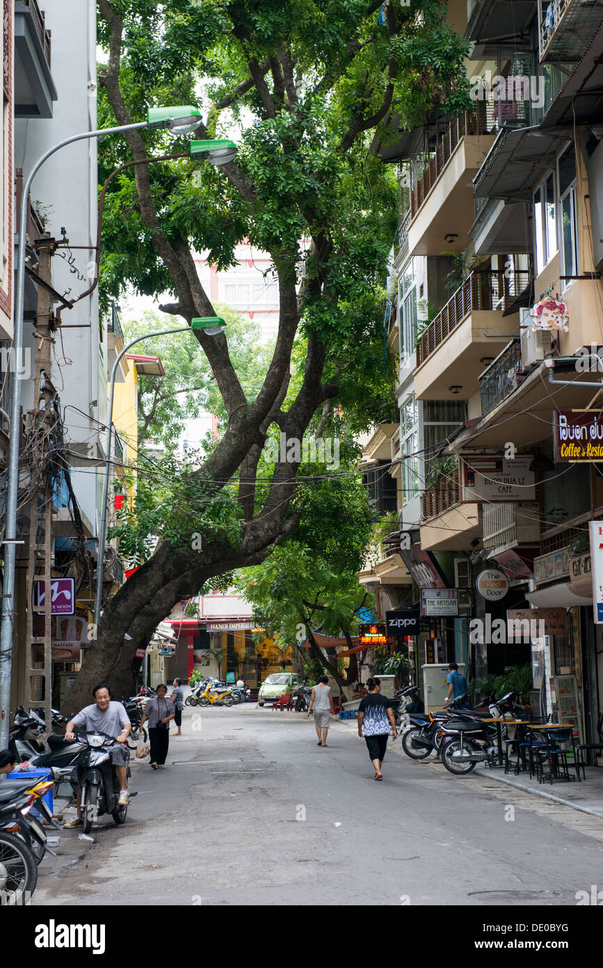 The big tree in Hang Hanh street in Hanoi, Vietnam Stock Photo - Alamy