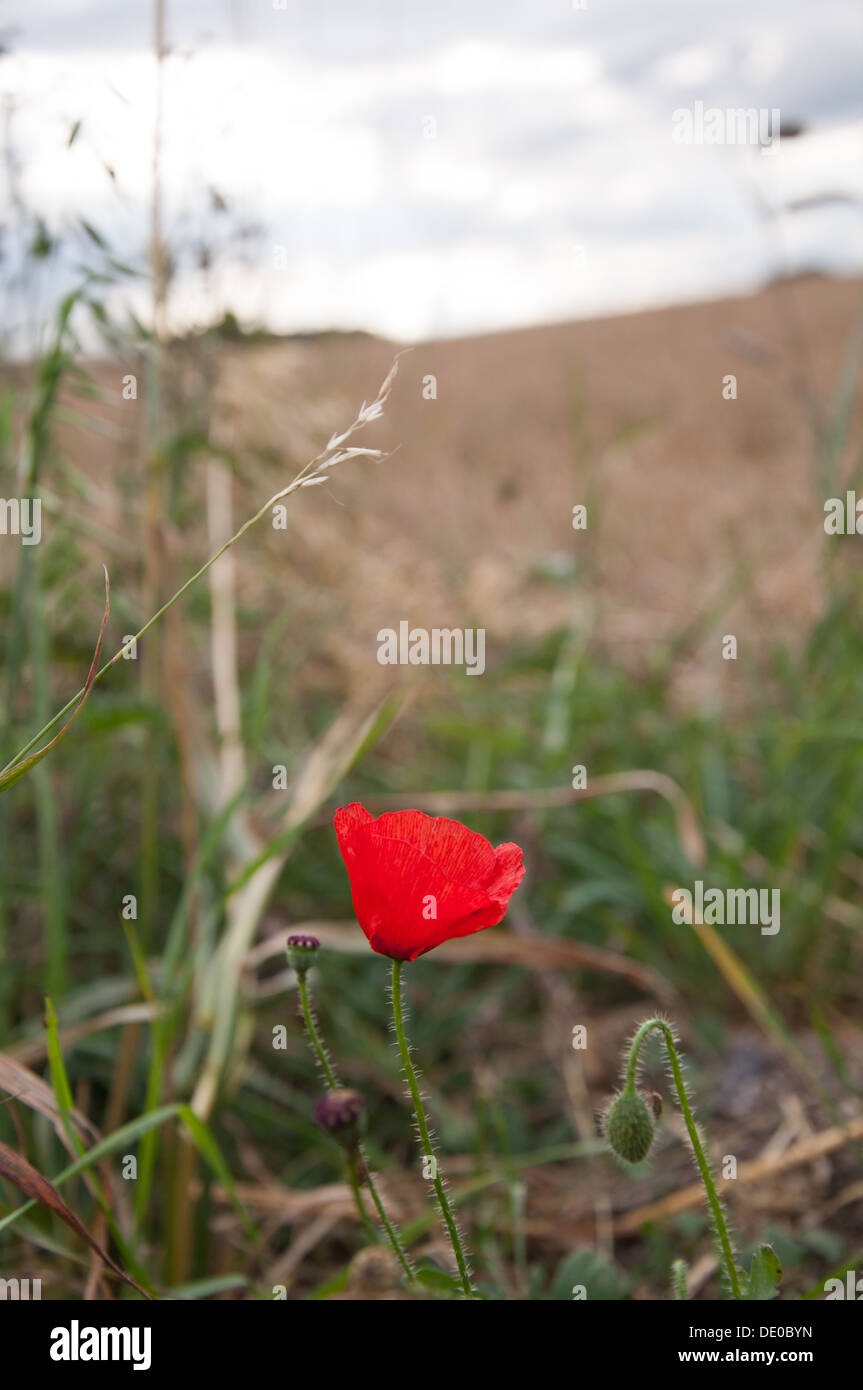 Ww1 soldier in poppy field hi-res stock photography and images - Alamy
