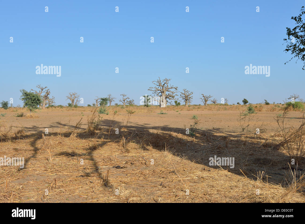 Baobab - Dead-rat tree - Monkey-bread tree - Upside-down tree ...