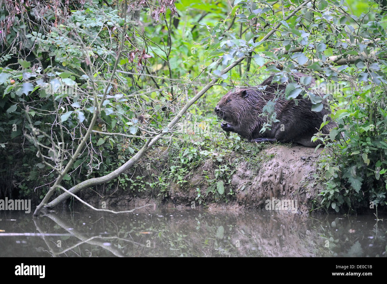 Beaver feeding animal hi-res stock photography and images - Alamy
