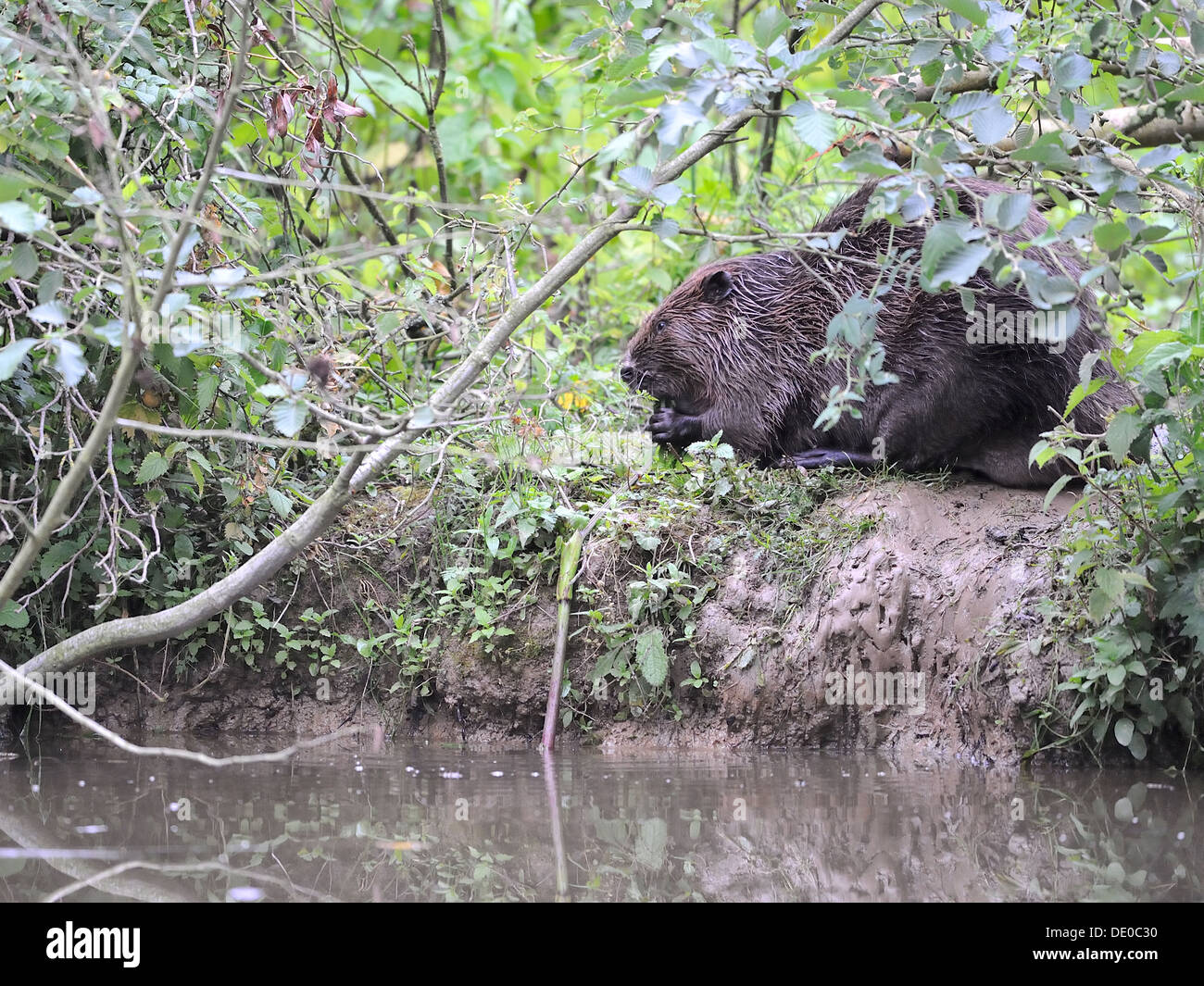 Eurasian Beaver (Castor fiber) female feeding at water edge in summer ...