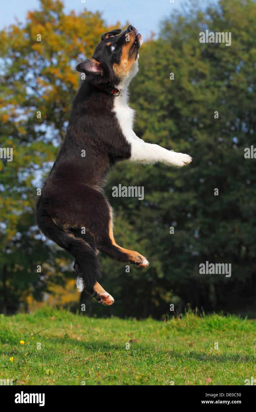 Australian Shepherd Black Tri dog, male puppy, jumping Stock Photo - Alamy