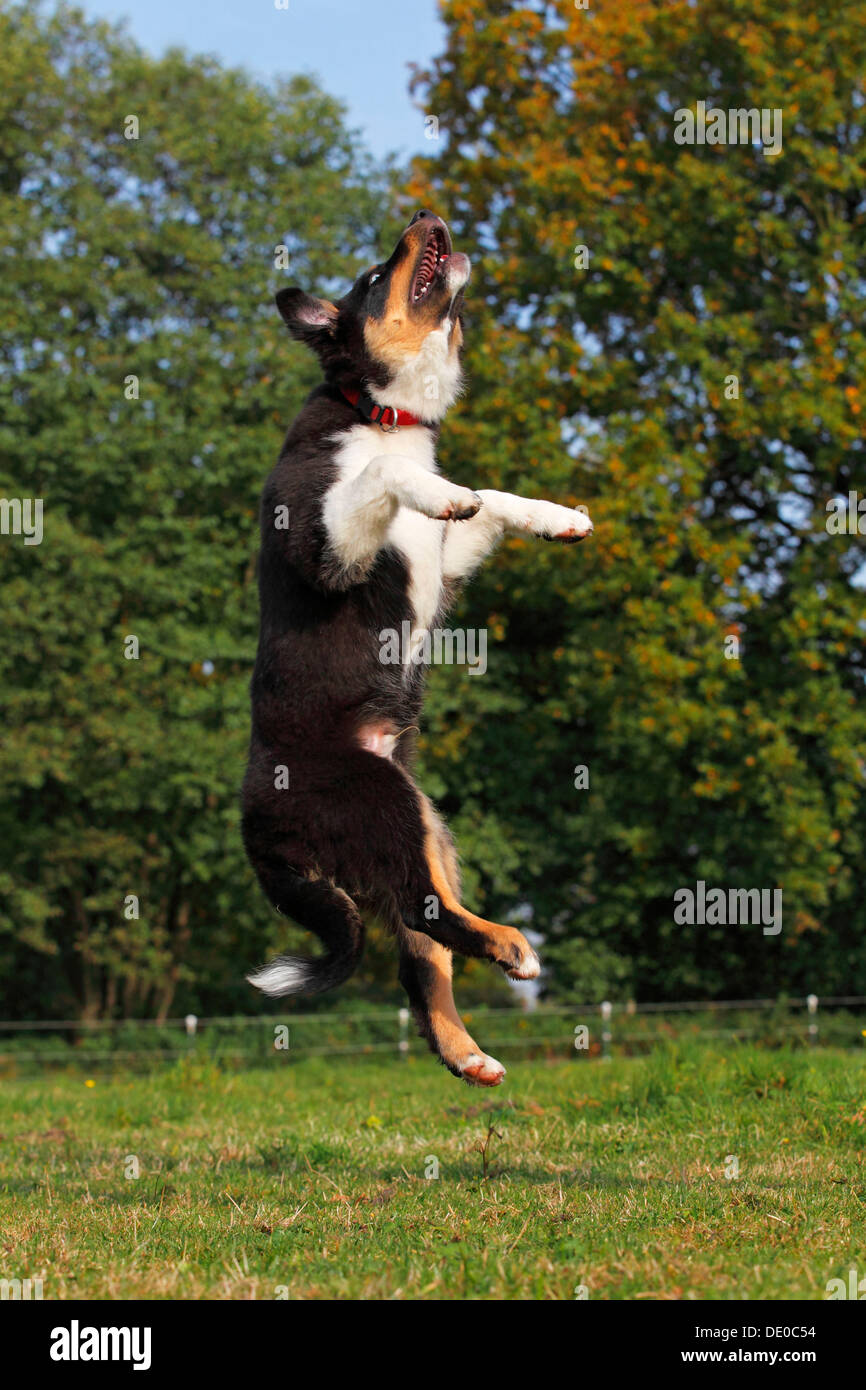 Jumping Australian Shepherd Black Tri puppy, male Stock Photo - Alamy