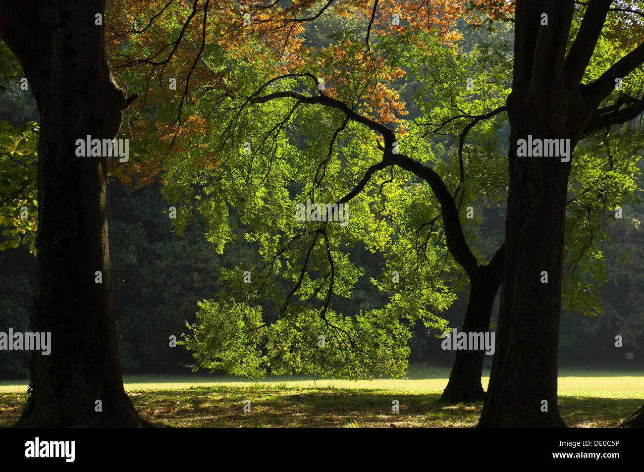 Esthetic leaf hi-res stock photography and images - Alamy