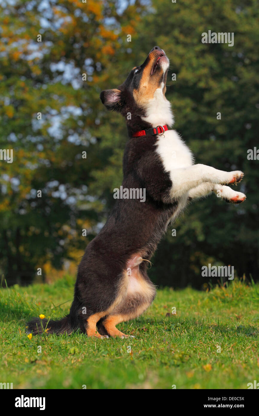Australian shepherd puppy standing hi-res stock photography and images ...