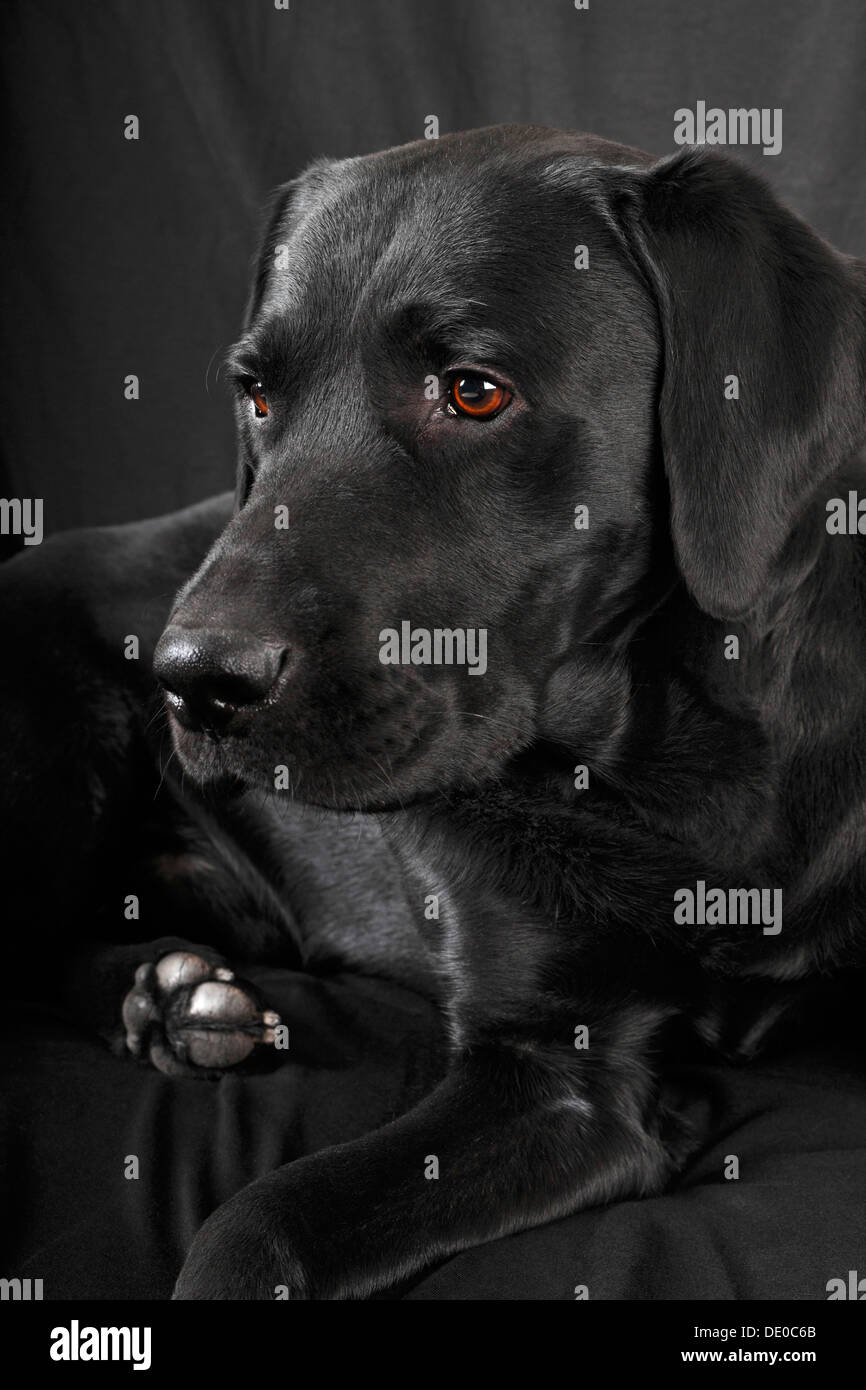 Black Labrador Retriever dog, male Stock Photo - Alamy