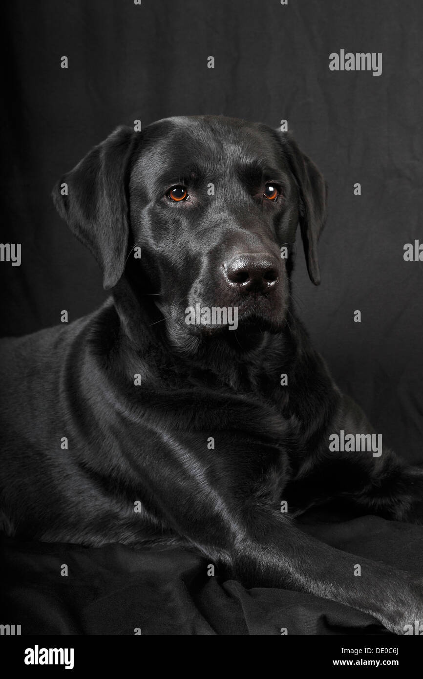 Black Labrador Retriever dog, male Stock Photo - Alamy