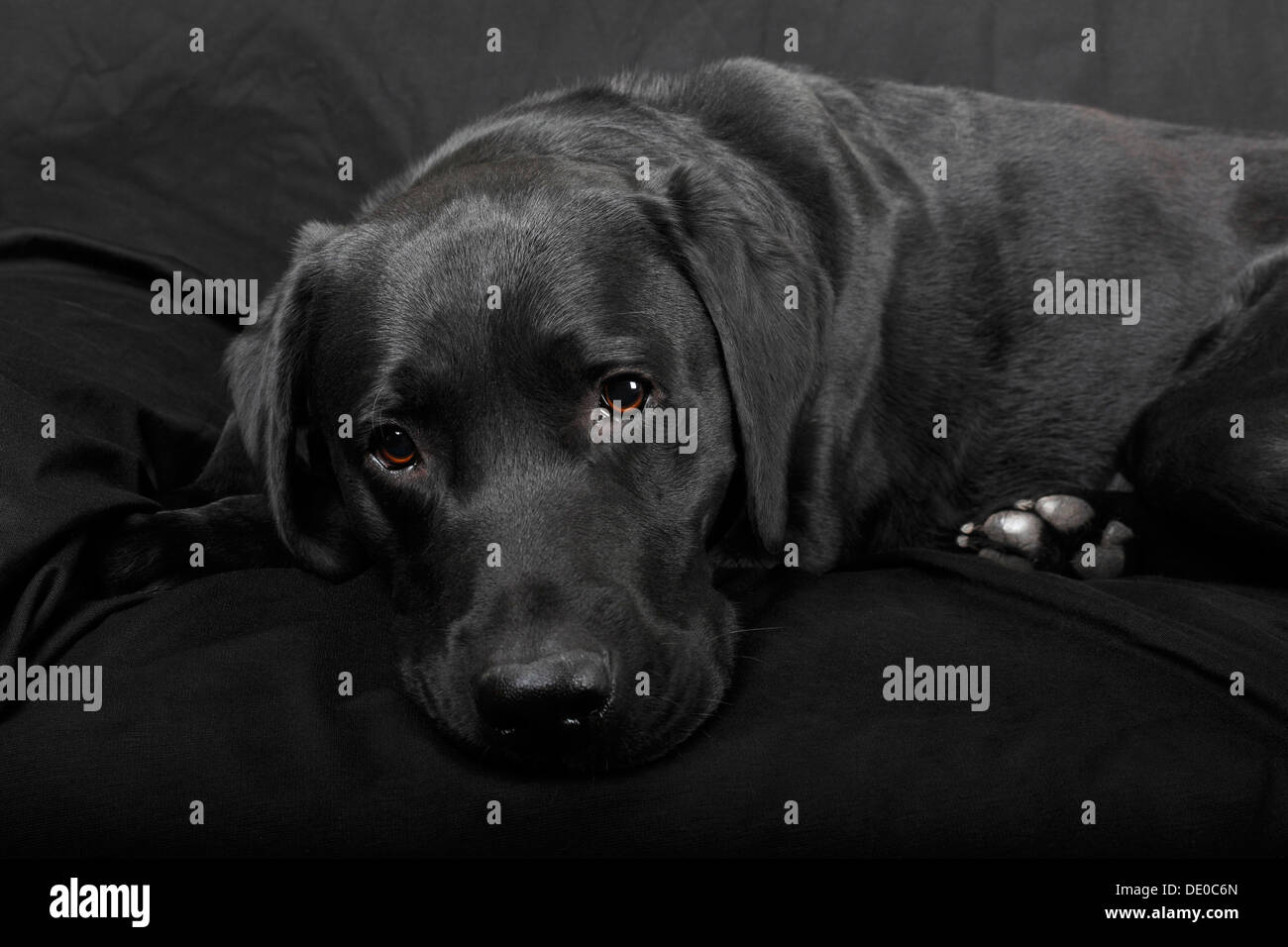 Black Labrador Retriever dog, male Stock Photo - Alamy