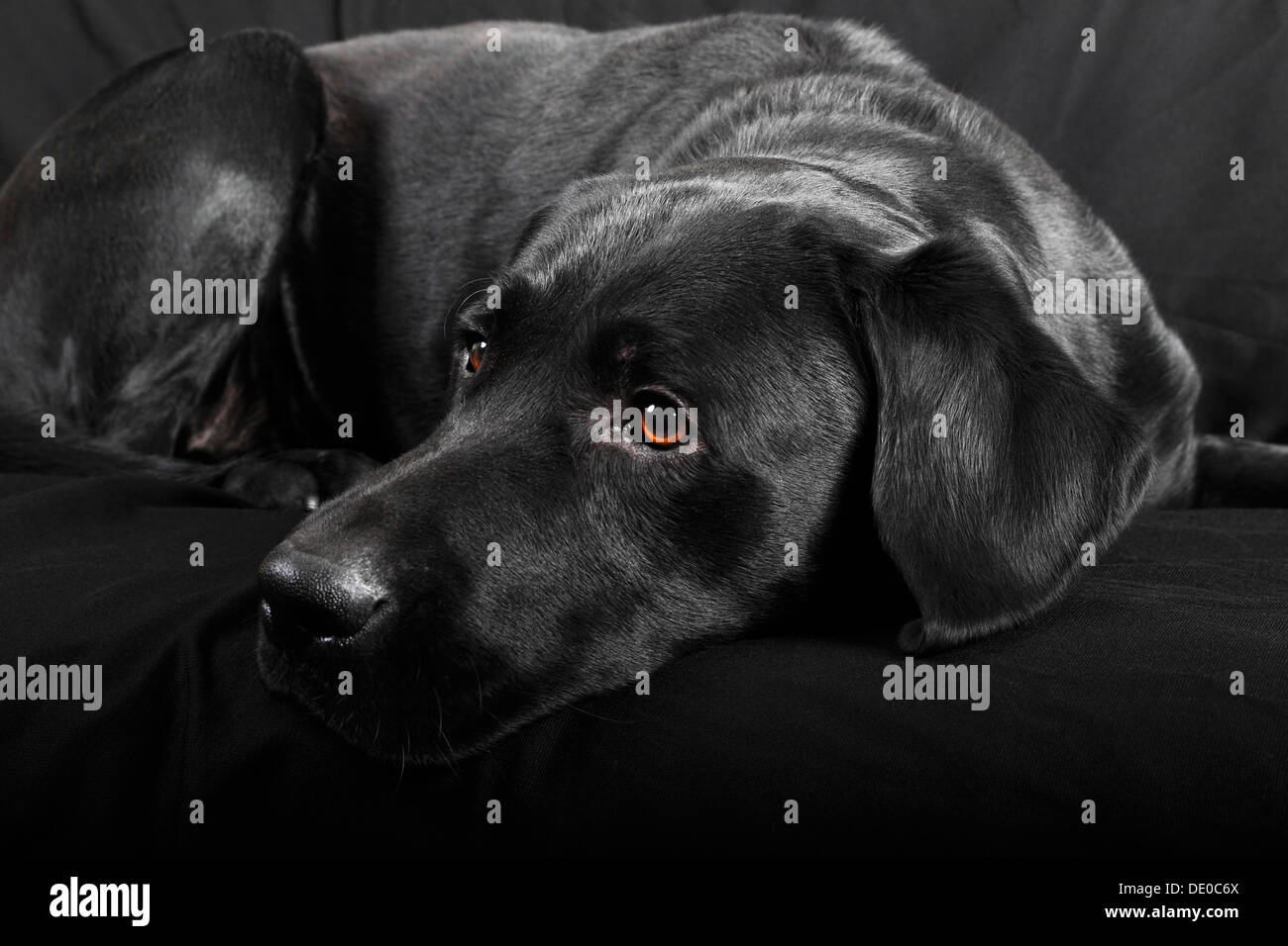 Black Labrador Retriever dog, male Stock Photo - Alamy