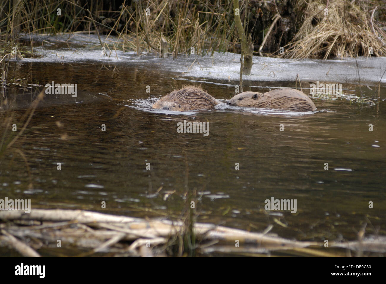 Eurasian Beaver (Castor fiber) pair mating in water in winter Stock ...