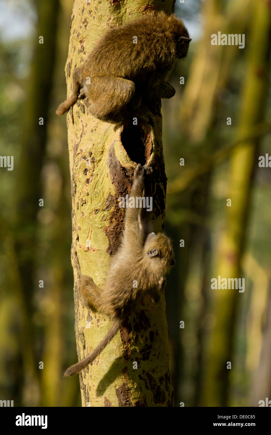 Olive baboon climbing tree hi-res stock photography and images - Alamy