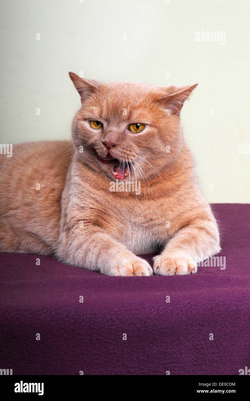 Ginger tomcat hi-res stock photography and images - Alamy
