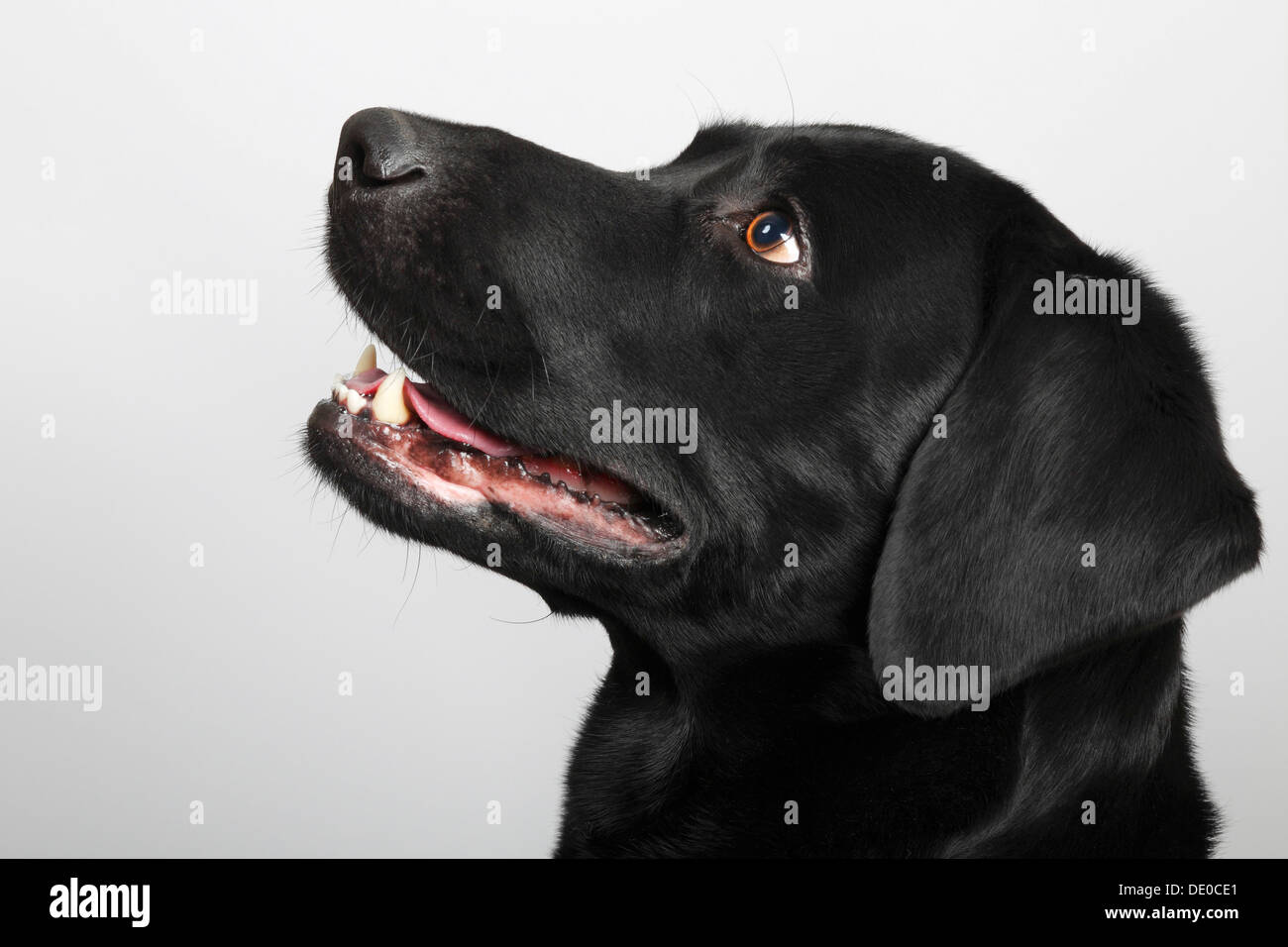 Black Labrador Retriever dog, male, portrait Stock Photo - Alamy