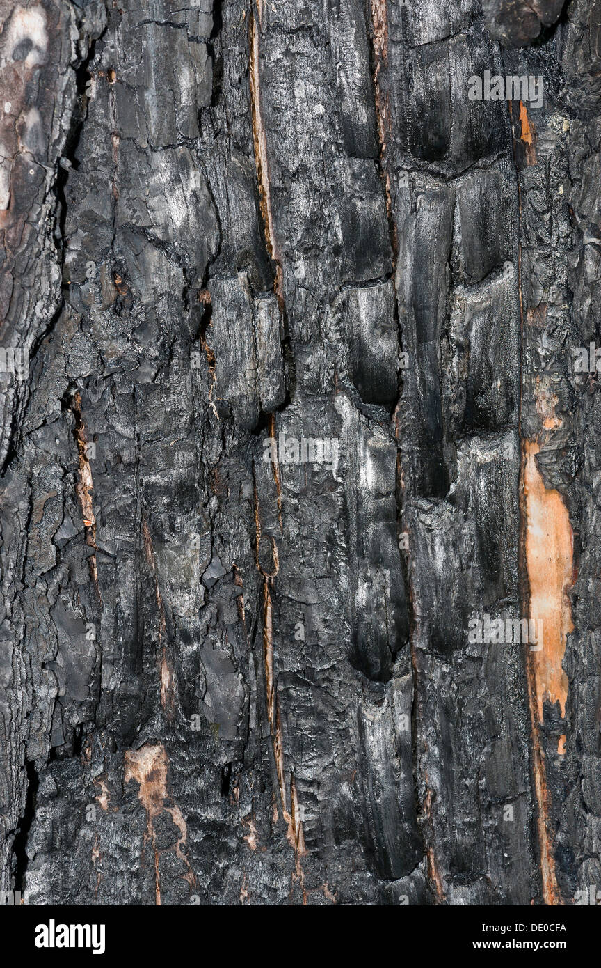 Detail of a burnt conifer bark Stock Photo - Alamy
