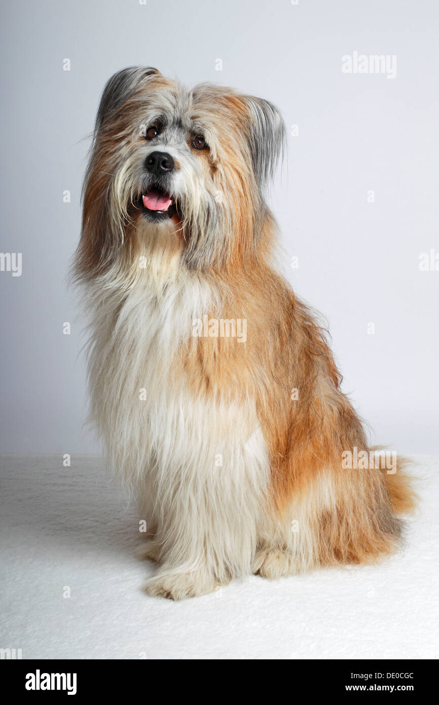 Sitting Elo, male Stock Photo - Alamy